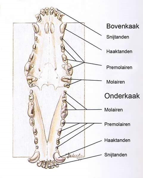 Kennisbank - Blijvend gebit van je hond | Jouw online dierenapotheek
